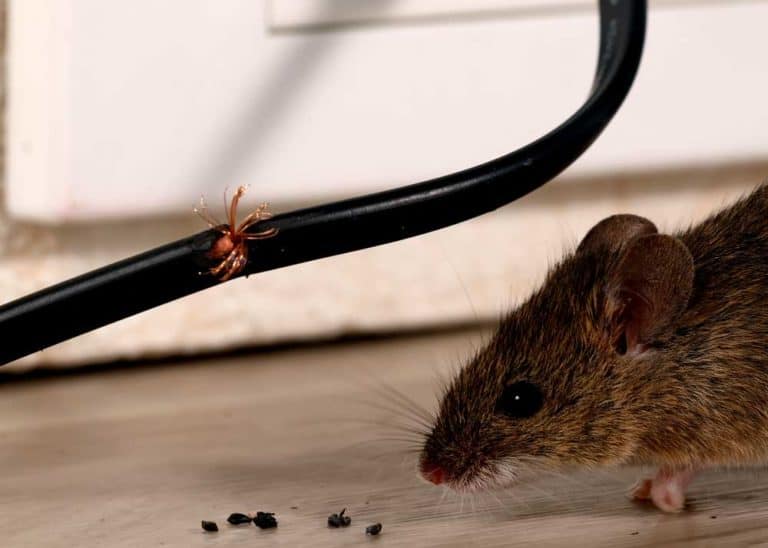 How to Keep Mice Out of Your RV Camper (Seal, Repel, Remove) | GudGear
